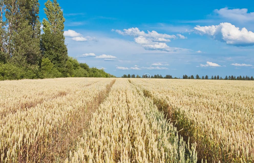 Goldener, reifer Weizen stockbild. Bild von reif, hintergründe - 26845671