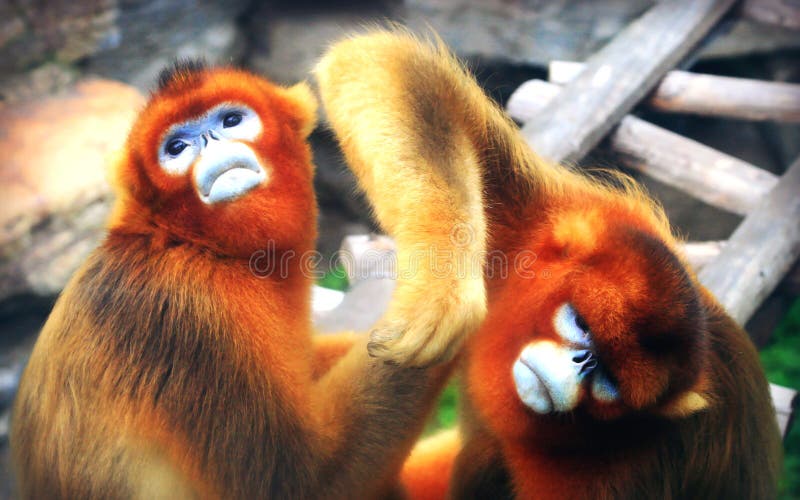 Goldener stupsnasiger Affe stockbild. Bild von braun - 91085919
