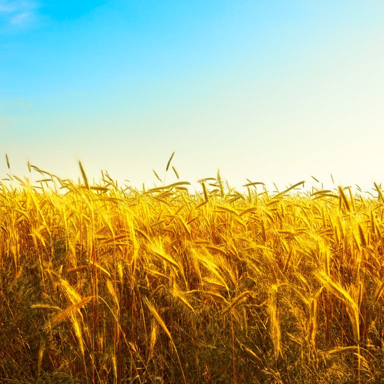 Goldener Weizen stockbild. Bild von mais, korn, reif - 23795761