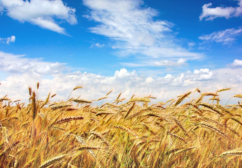 Goldenes Feld Der Gerste Im Wind Stockbild - Bild von bäume, stämme ...