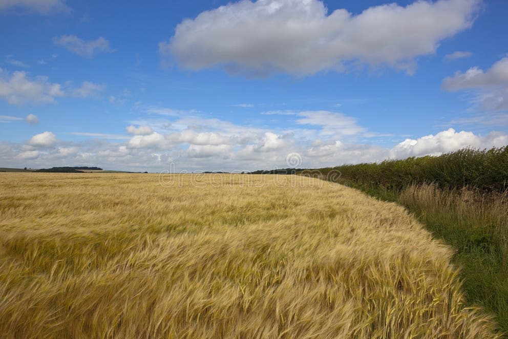 Goldenes Gerstenfeld stockfoto. Bild von england, landwirtschaft - 32991222