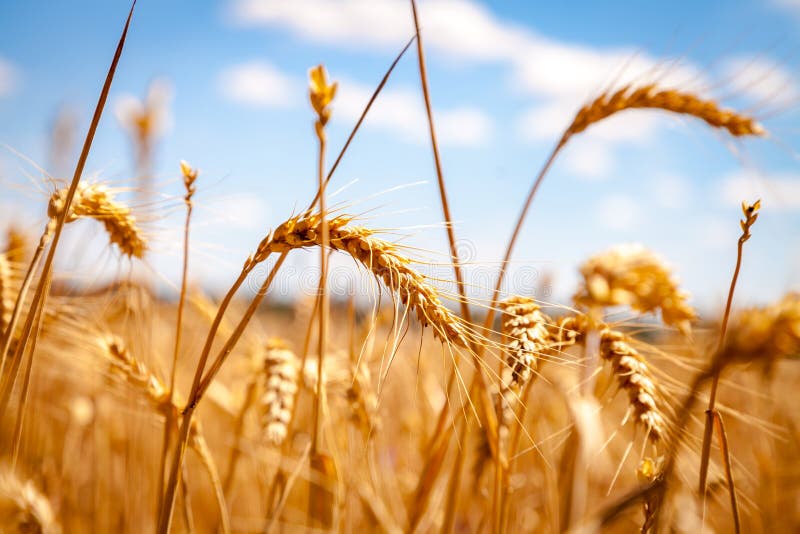 Goldenes Getreidefeld in Deutschland Stockfoto - Bild von trocken ...