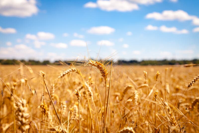 Goldenes Getreidefeld in Deutschland Stockfoto - Bild von trocken ...