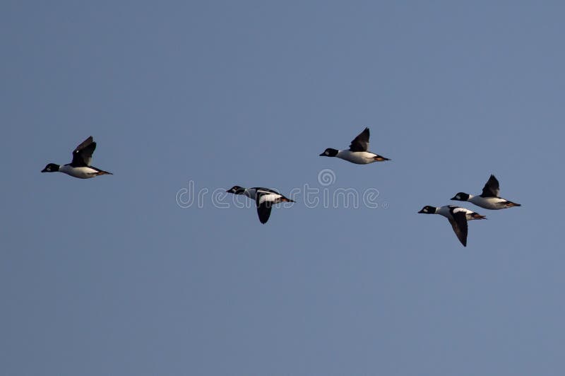 Goldeneye, Bucephala Clangula Stock Image - Image of wild, goup: 62932371