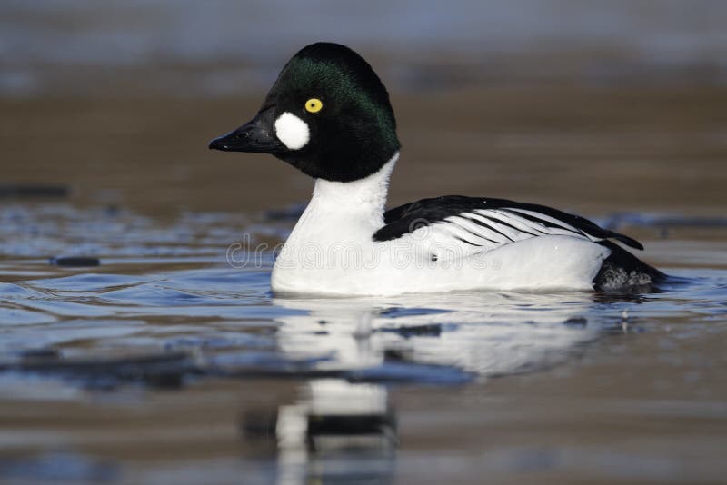 Bucephala Clangula, Common Goldeneye Stock Image - Image of sanctuary ...