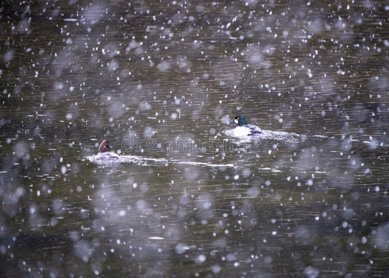 Goldeneye Ducks Saskatchewan Stock Image - Image of animal, common ...