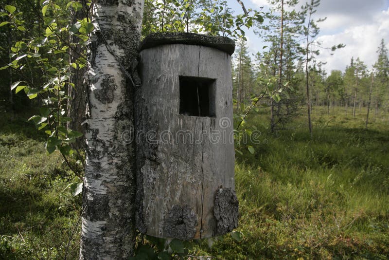 Goldeneye nest box stock image. Image of animal, british - 36206629