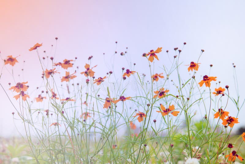 Goldenmane Tickseed Coreopsis Basalis. Flowers are in Full Bloom and ...