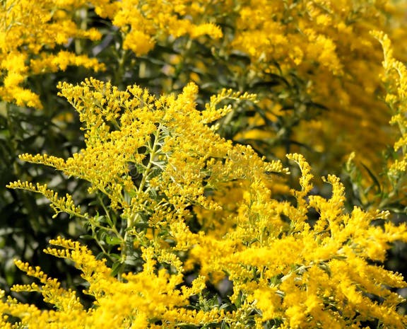 10,159 Pictures Goldenrod Stock Photos - Free & Royalty-Free Stock ...