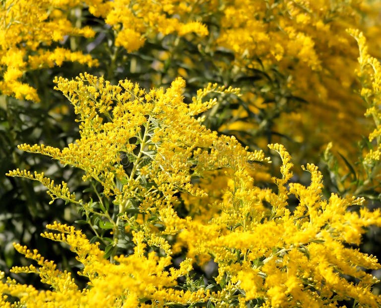 10,159 Pictures Goldenrod Stock Photos - Free & Royalty-Free Stock ...