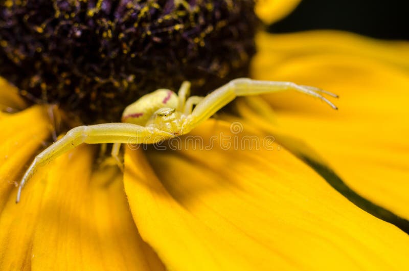 Goldenrod crab spider stock photo. Image of small, color - 140781130