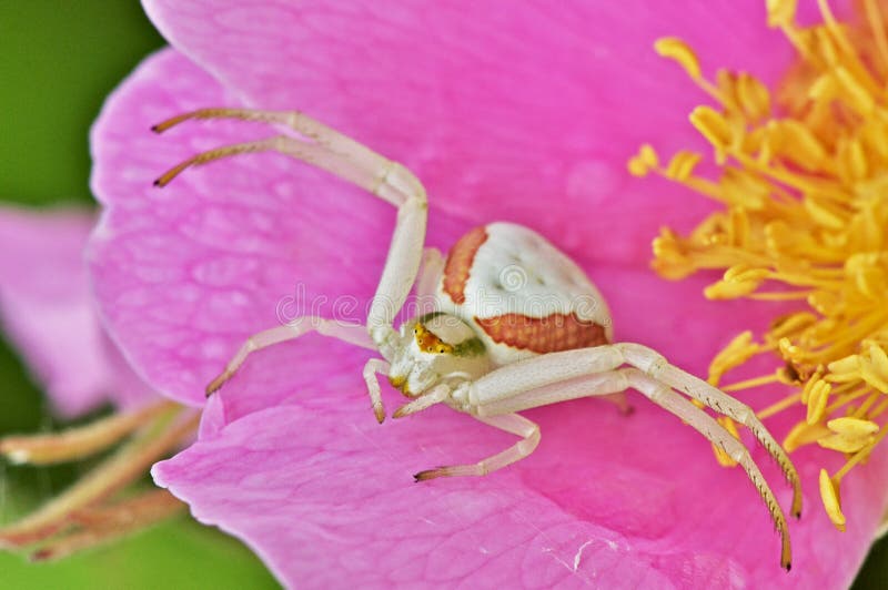 Goldenrod Crab Spider stock photo. Image of insects, goldenrod - 15182598