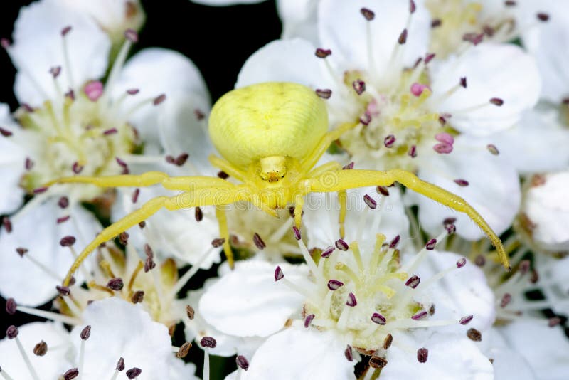 Goldenrod crab spider stock image. Image of arachnida - 20720209