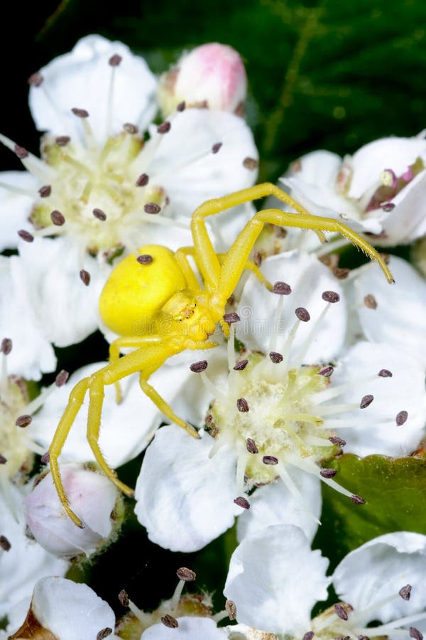 Goldenrod crab spider stock photo. Image of hunting, thomisidae - 20720846