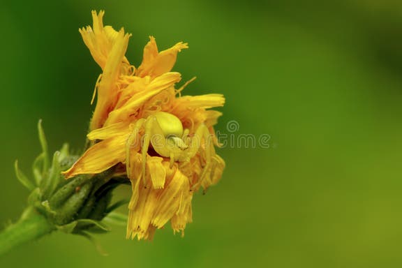 10,159 Pictures Goldenrod Stock Photos - Free & Royalty-Free Stock ...