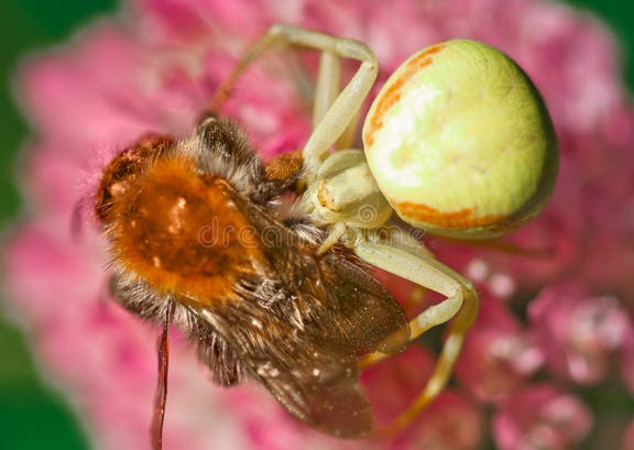 Goldenrod crab spider stock photo. Image of copy, scary - 26673950