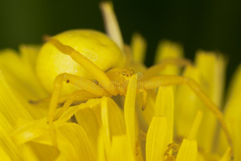 Goldenrod Crab Spider On Dandelion Stock Photo - Image of flower ...