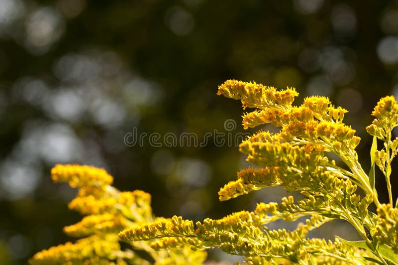 Goldenrod flower stock image. Image of medicine, outdoor - 76349571