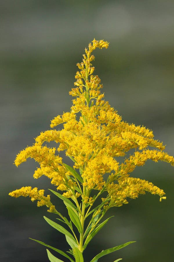 Goldenrod stock image. Image of medicine, solidago, herb - 272681
