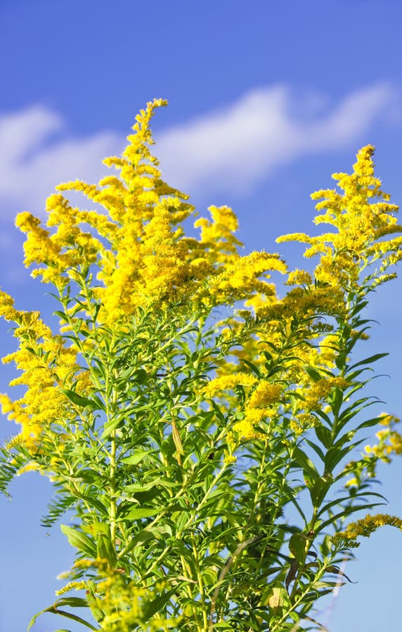 Goldenrod Plant Stock Photo - Image: 16522610