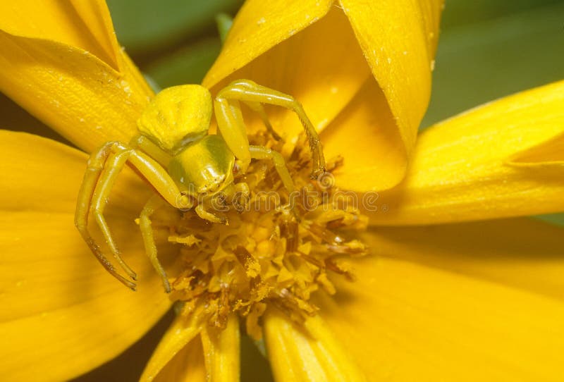Goldenrod Spider on Yellow Flower Stock Photo - Image of spider, vatia ...