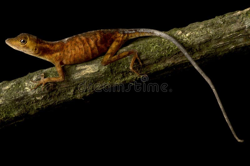 Goldenscale Anole Norops Nitens Stock Image - Image of america, region ...