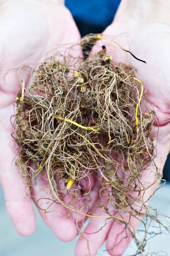 Goldenseal Roots stock image. Image of remedy, golden - 10631453