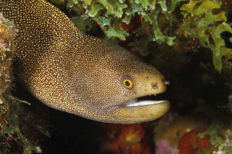 Goldentail Moray - Bonaire stock image. Image of moray - 36772433