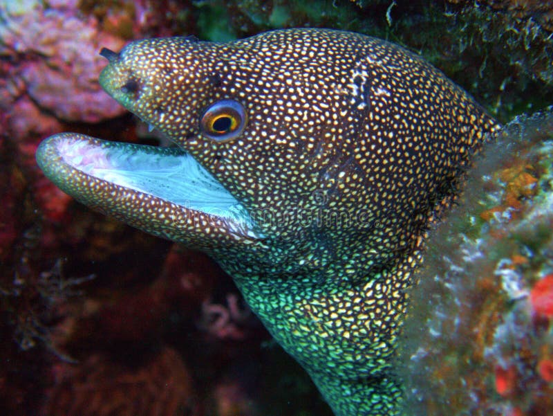 Goldentail Moray Eel stock image. Image of moray, macro - 224106169
