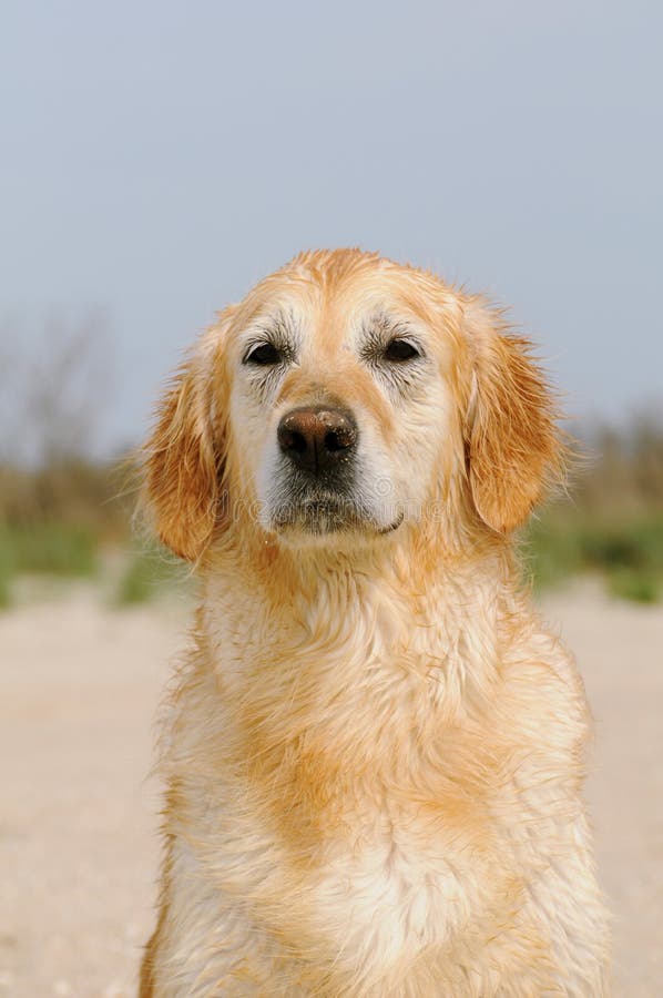 Golder retriever portrait stock image. Image of sandy - 10790697