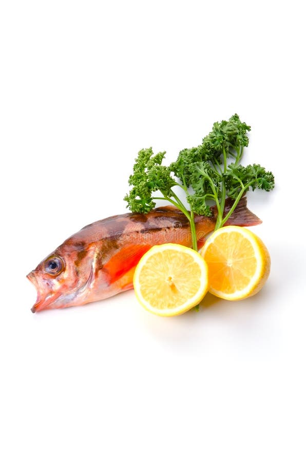 Goldeye rockfish stock photo. Image of copy, life, rockfish - 23516496