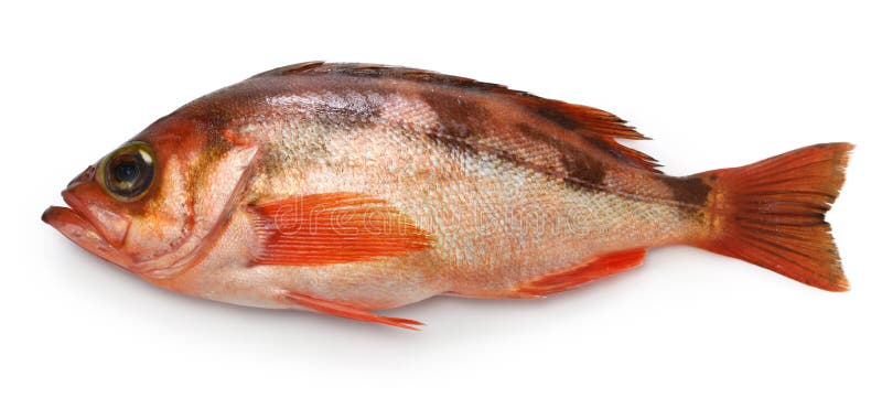631 Rockfish Seafood Stock Photos - Free & Royalty-Free Stock Photos ...