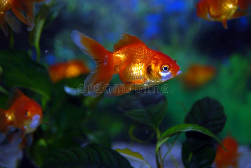 Goldfih stock photo. Image of underwater, gold, grass - 37178942