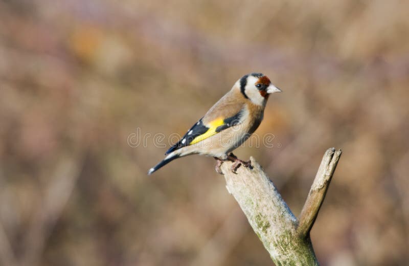 Goldfinch stock photo. Image of green, charming, goldfinch - 13202542