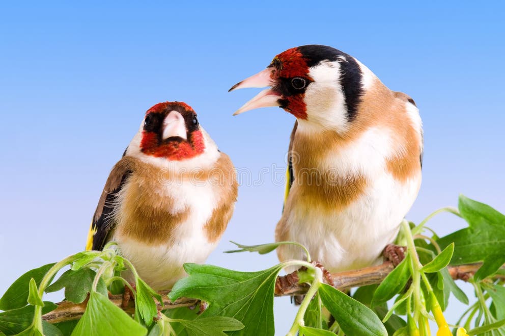 Goldfinch stock image. Image of brown, garden, blue, goldfinch - 14016865