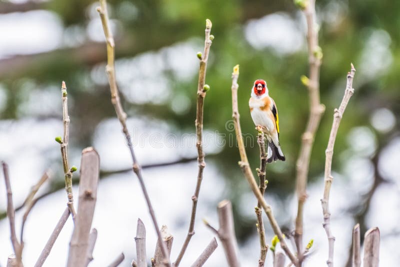 Goldfinch Bird Sitting on a Branch of a Bush and Looks into the Camera ...