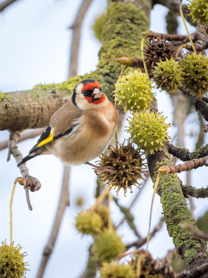 European Goldfinch on a Tree Stock Photo - Image of spring, autumn ...