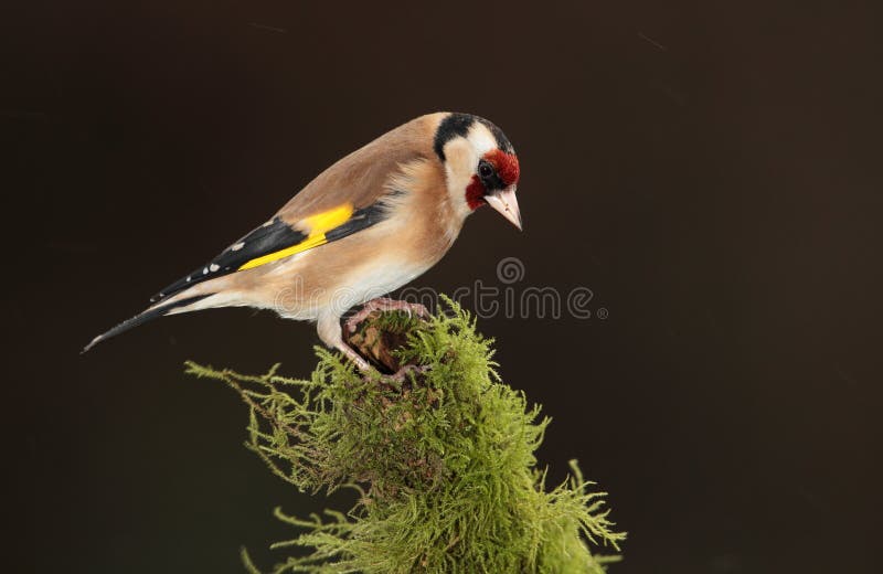 Goldfinch bird. stock photo. Image of nature, wildlife - 65964400
