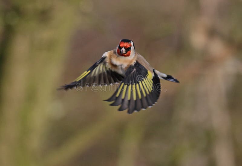 Goldfinch stock image. Image of blue, goldfinch, nature - 83364557