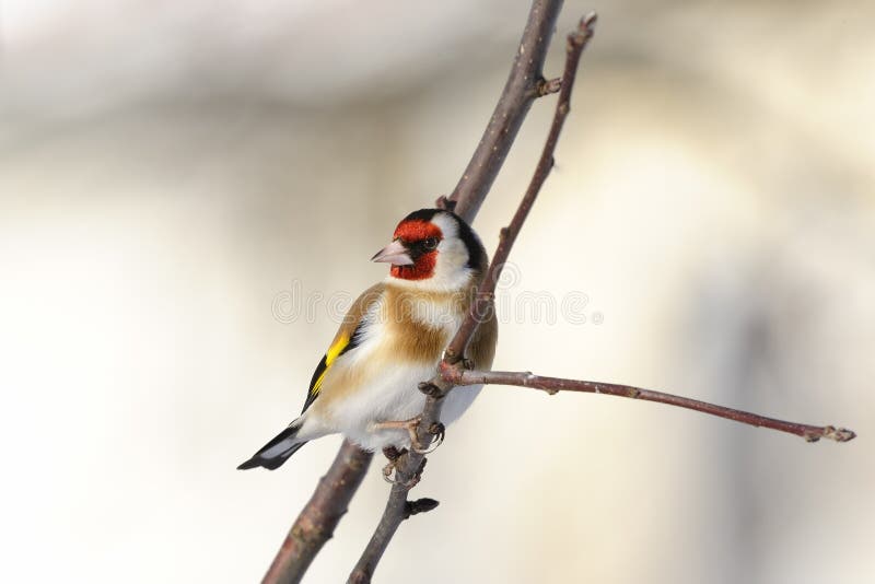 Goldfinch, Carduelis Carduelis Stock Photo - Image of looking, posing ...