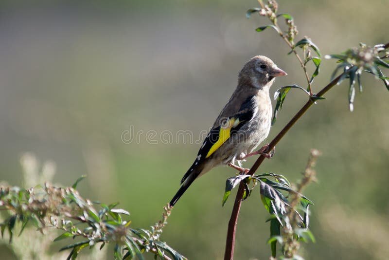 Goldfinch, Carduelis Carduelis Stock Photo - Image of perching, sitting ...