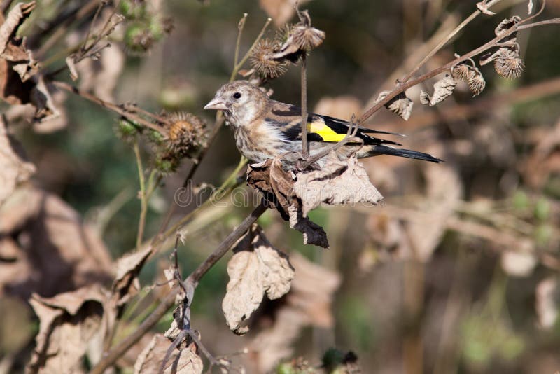 Goldfinch, Carduelis Carduelis Stock Image - Image of twig, wild: 16527431