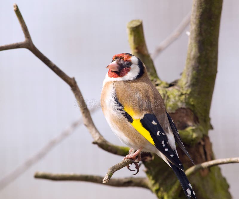 Goldfinch - Carduelis Carduelis Stock Photo - Image of carduelis ...