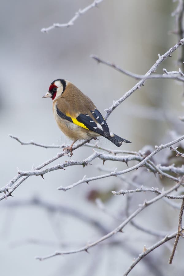 Goldfinch (Carduelis-carduelis) Stock Photo - Image of branch, color ...