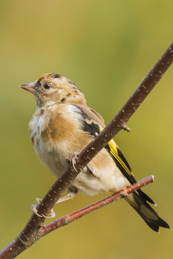 Goldfinch (Carduelis-carduelis) Stock Image - Image of life, beauty ...