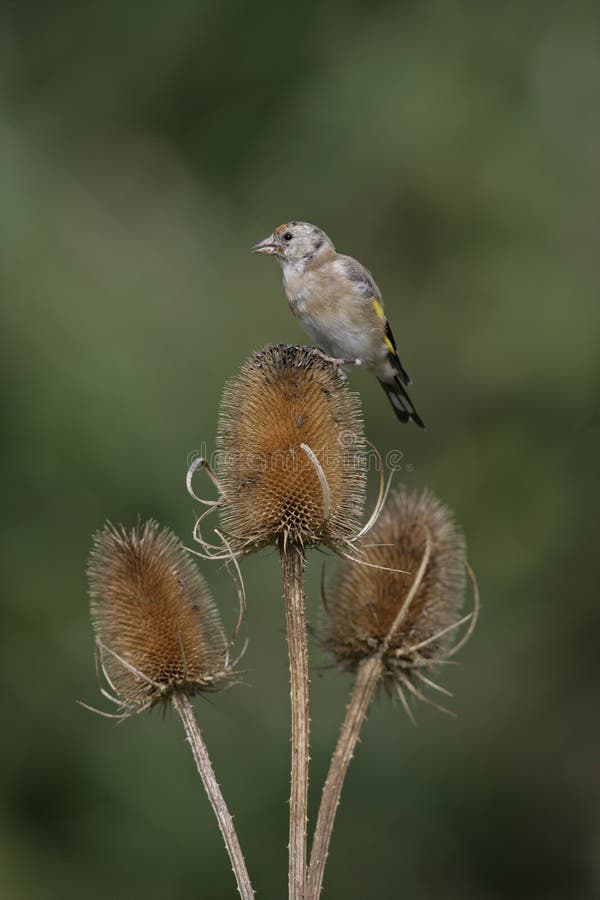 Goldfinch,Carduelis Carduelis Stock Photo - Image of british, wren ...