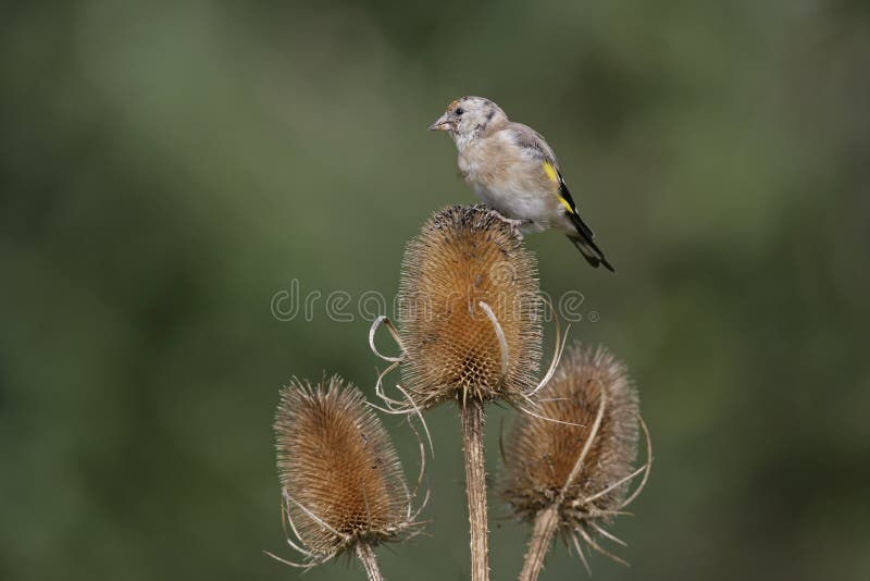 Goldfinch,Carduelis Carduelis Stock Photo - Image of nature, carduelis ...