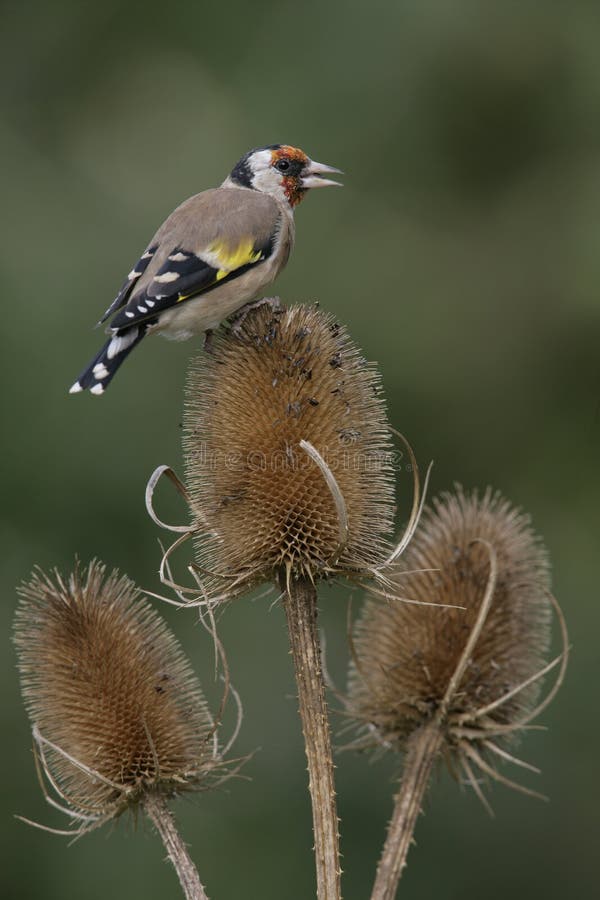 Goldfinch,Carduelis Carduelis Stock Image - Image of goldfinch, beak ...