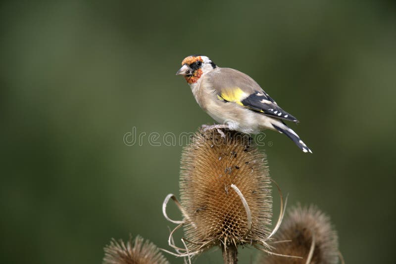 Goldfinch,Carduelis Carduelis Stock Photo - Image of goldfinch, finch ...