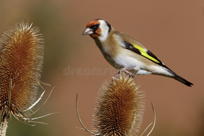 Goldfinch Carduelis Carduelis Stock Photo - Image of finch, farmland ...